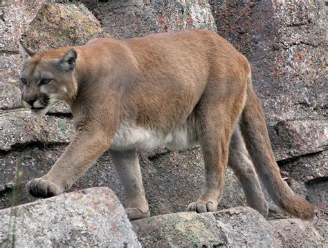 Puma Vikipedija