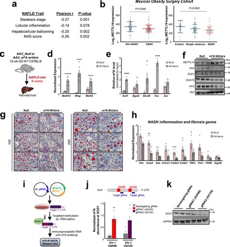 Transcriptional Regulation Of N6 Methyladenosine Orchestrates Sex Dimorphic Metabolic Traits Pmc