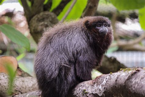 Coppery Titi Monkey