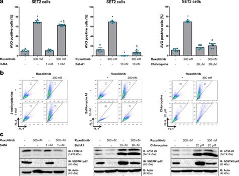 Autophagy Inhibitors 3 Methyladenine Bafilomycin A1 And Chloroquine Download Scientific