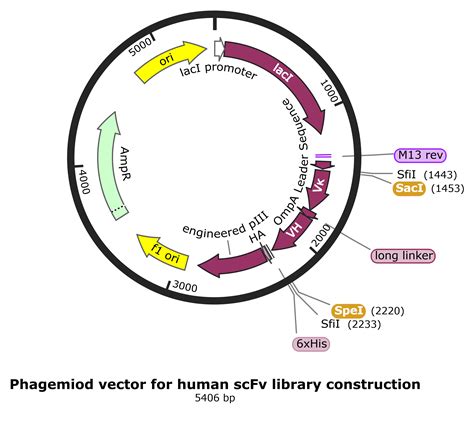 Accelerate Antibody Discovery With The Human Scfv Phage Display Library