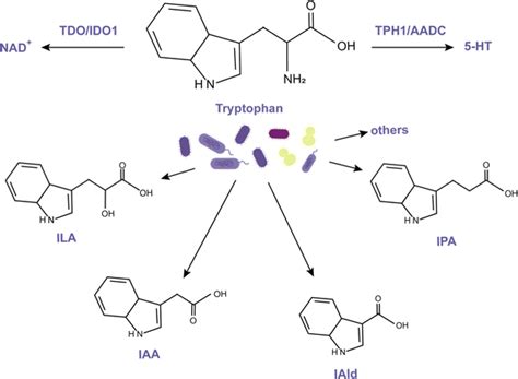 Tryptophan Metabolism Most Dietary Tryptophan Is Metabolized To Nad