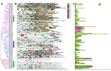 Rectangular Tree Image With Motifs And Gene Structure Analyses From