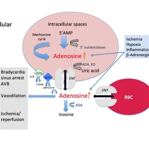 Representation Of Adenosine Metabolism Download Scientific Diagram