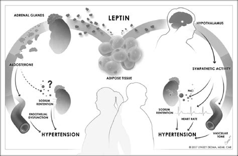 Proposal For Sex Differences In Obesity Associated Leptin Mediated Download Scientific Diagram