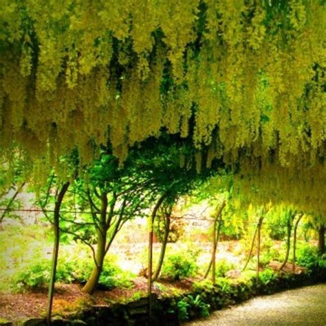 Mithlesh Sahu Indira Gandhi Agricultural University Raipur Faculty Of Agriculture