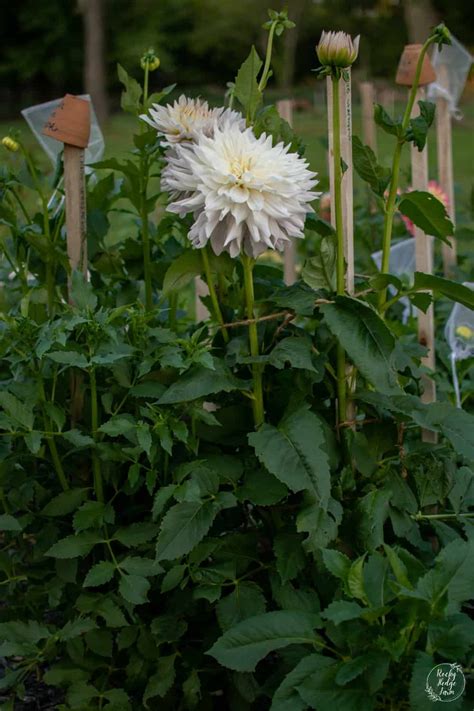Are Dahlias Perennials Rocky Hedge Farm