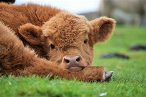 Adorable Highland Cattle Calves Are The Worlds Cuddliest Little Cows