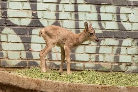 نوای دوباره زندگی در باغ وحش ارم مجتمع ورزشی تفریحی ارم سبز