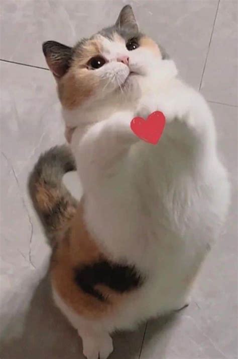 62 Ảnh Thả Tim Cute Chế Hài Hước Hình Bắn Tim Tym Bựa Troll