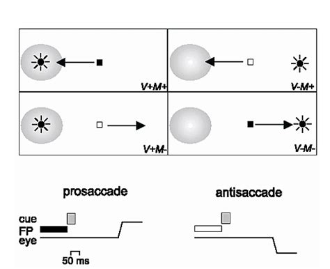 The Prosaccadeantisaccade Task Top Spatial Locations Of The Cue