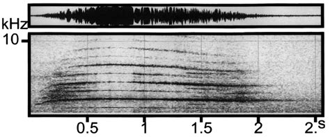 Spectrogram Of The Alarm Callor Warning Callof A Female Aquila