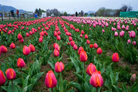 Kashmir Tulip Garden Opens Asias Largest Garden Of Tulips Spring