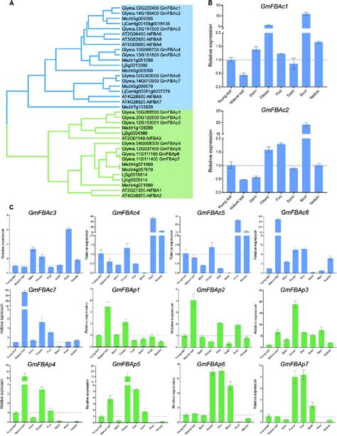 phylogenetic analysis and expression pattern analysis of 14 gmfbas a