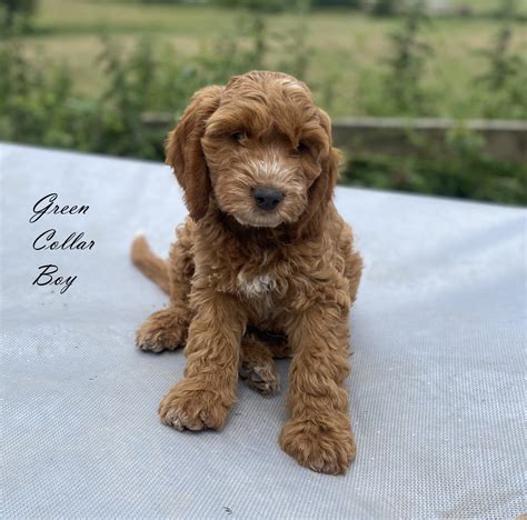 Gorgeous F1 Cockapoo Pups Ready Now Bryntarren