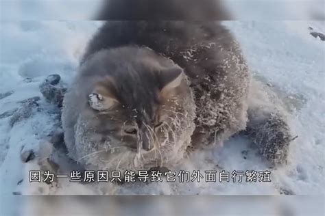 流浪猫惨遭“毒手”，身体被冰冻住，好心人赶紧将它救起毒手身体好心人