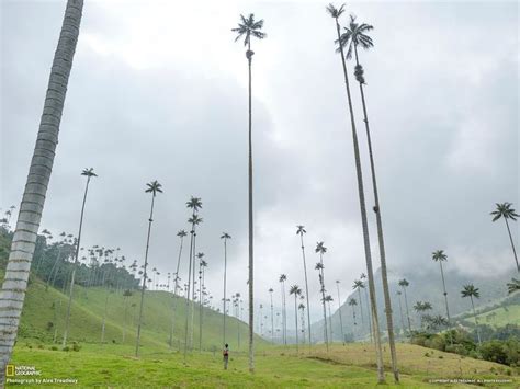 Cocora Valley Colombia Home To The Worlds Tallest Palm Trees X