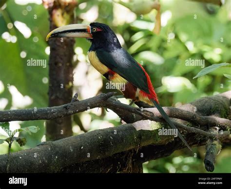 Collared Aracari Halsbandarassari Araçari à Collier Pteroglossus Torquatus Erythropygius