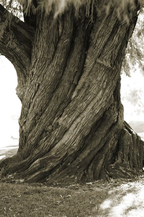 Twisted Tree Trunk