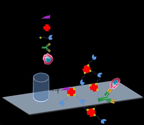 Pdms Surface Modification And Functionalization Antibodies Can Be