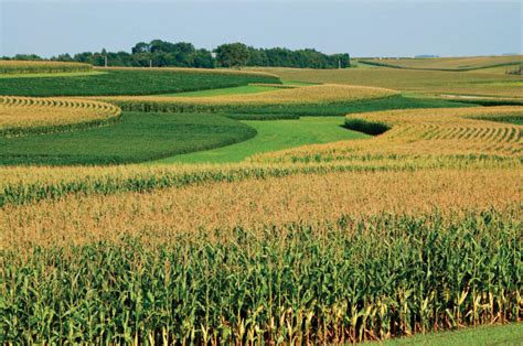 The Farm Safety Net A Closer Look At ARC And PLC National