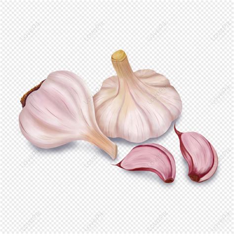 กระเทียม Png สำหรับการดาวน์โหลดฟรี Lovepik