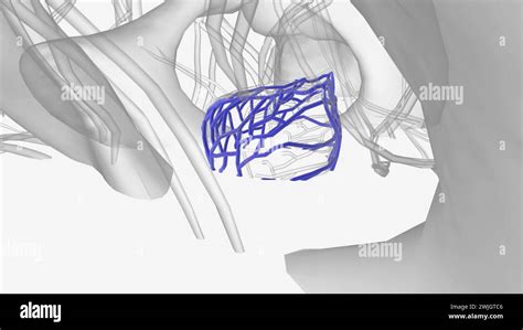 The Prostatic Venous Plexus Is A Network Of Small Veins That Surrounds