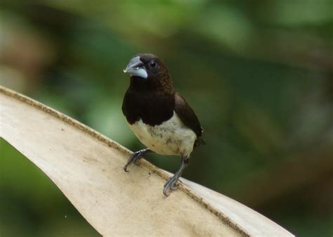 Lonchura Striata — Capuchin à Croupion Blanc White‑rumped Munia