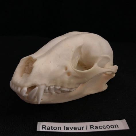 Raccoon Skull Medieval Fur