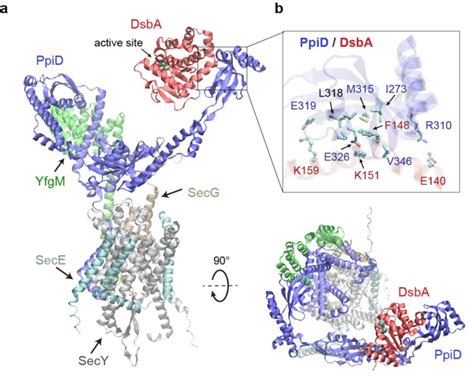Structural Model Of The Secyegppidyfgmdsba Supercomplex A Two