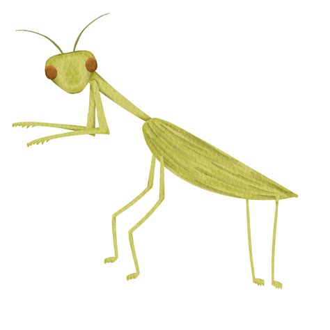 Watercolor Grasshopper Spring Clip Art 23411724 Png