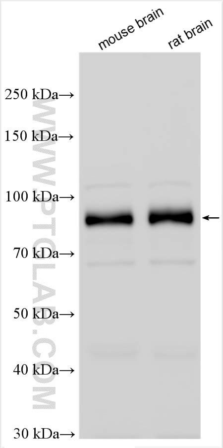 Psd95 Antibody 30255 1 Ap Proteintech