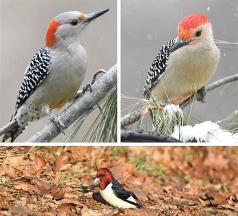 Red Bellied Woodpecker Male And Female