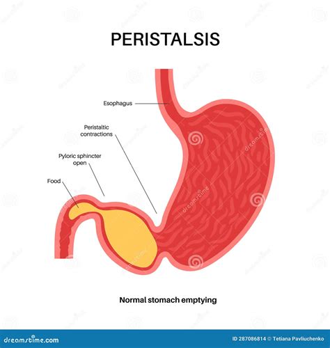Peristalsis Movement Poster Stock Vector Illustration Of Pyloric System 287086814