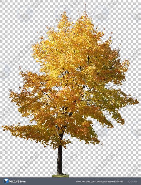 Trees0092 Imagem Jpeg Arvore Png Texturas