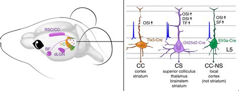 Three Types Of Cortical Layer 5 Neurons That Differ In Brain Wide