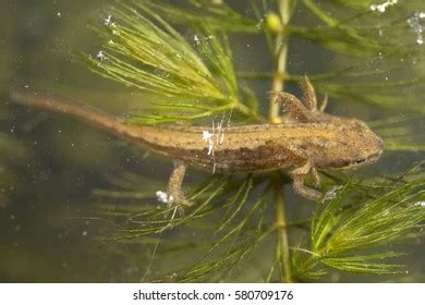 Newt Larvae Over 208 Royalty Free Licensable Stock Photos Shutterstock