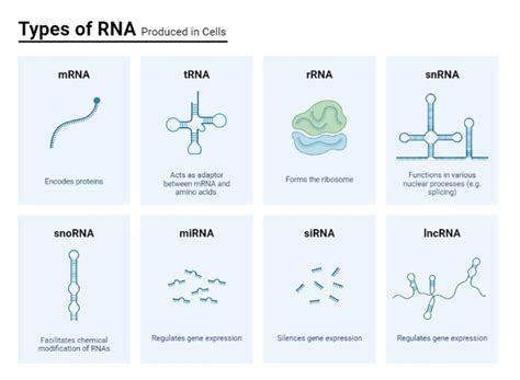 Type Of Rna Produced In Cells Understanding Rna Strutture And… Giuseppe Giannini