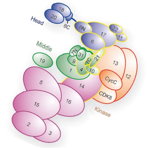 Cipsm Preparation And Topology Of The Mediator Middle Module