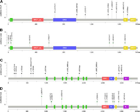 Figure 1 From Prevalence Of Inherited Mutations In Breast Cancer Predisposition Genes Among