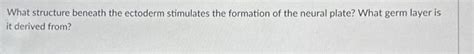 Solved What Structure Beneath The Ectoderm Stimulates The