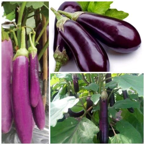 Jual Bibit Terong Ungu Sayur Buat Lalapan Sambel Penyetan Full Akar