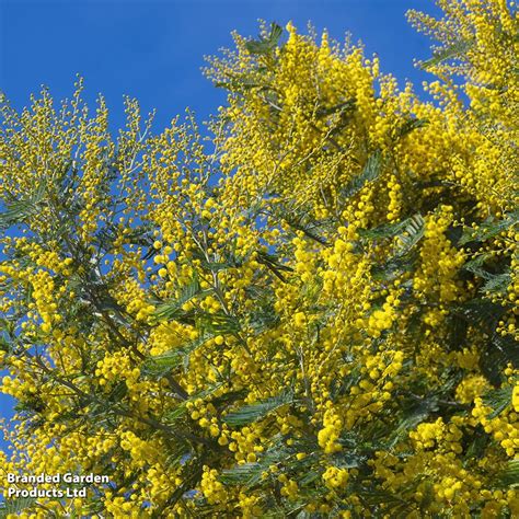 Acacia Dealbata