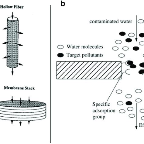 A Scheme Of Ams And Arrows Note For The Directions Of Bulk Flow And