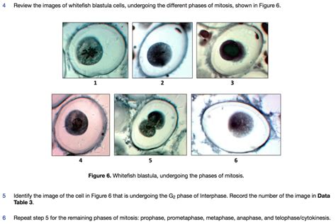 Please Identify The Phases That Each Figure Is In According To The