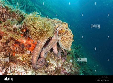 A Common Octopus Octopus Vulgaris Octopus Rests On A Rocky Wall