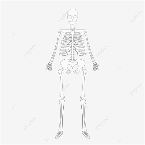 Human Bone Structure