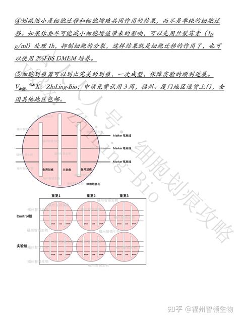 细胞划痕实验操作步骤 一口一口喂 整整11页 知乎