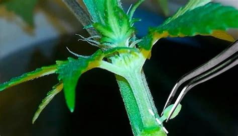 Understanding And Managing Hermie Plants