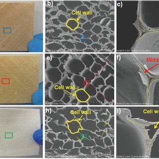 Hierarchical Structure Of Wood Materials Demonstrated By Digital Photos Download Scientific